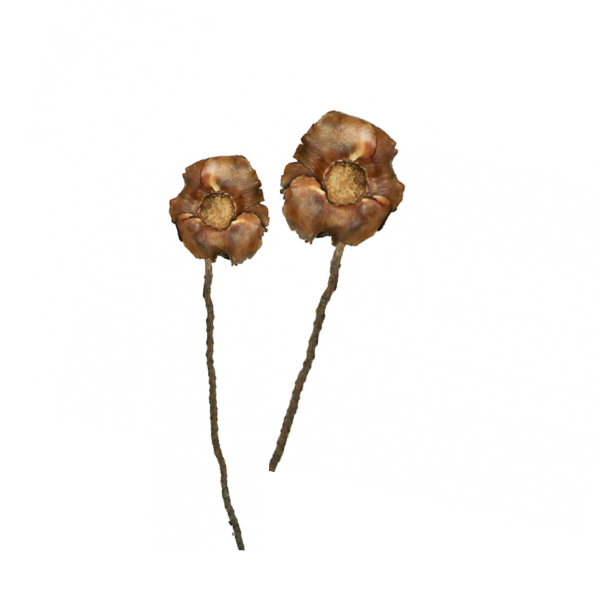 Dried Coconut Flower Stems | Bug Pets LTD
