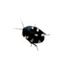 Pet Cockroaches | Next-Day UK Delivery | Bug Pets LTD