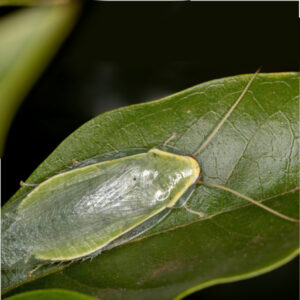 Green Banana Cockroach, Panchlora Nivea X 4 | Bug Pets LTD