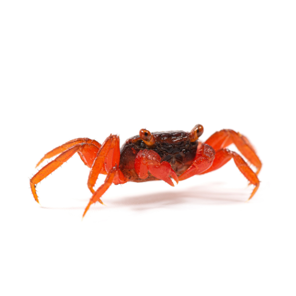 Pet Vampire Crabs | Next-Day UK Delivery | Bug Pets LTD LTD