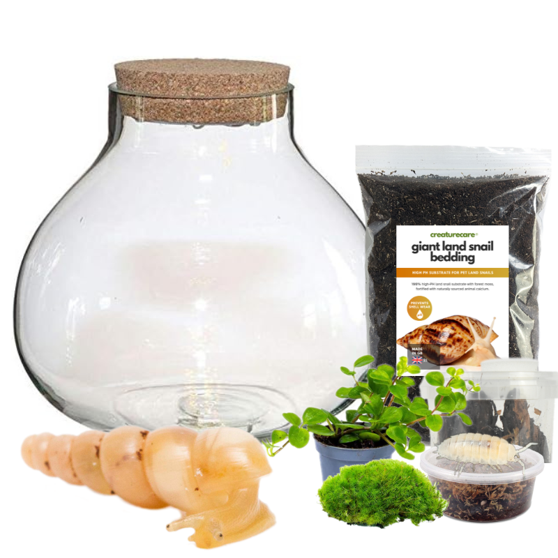 Unicorn Snail Microlife Terrarium Setup | Bug Pets LTD