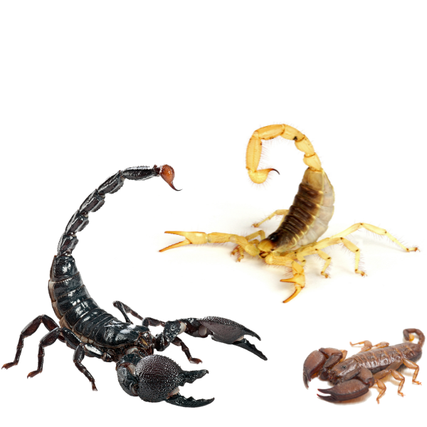Pet Scorpions | Next-Day UK Delivery | Bug Pets LTD LTD