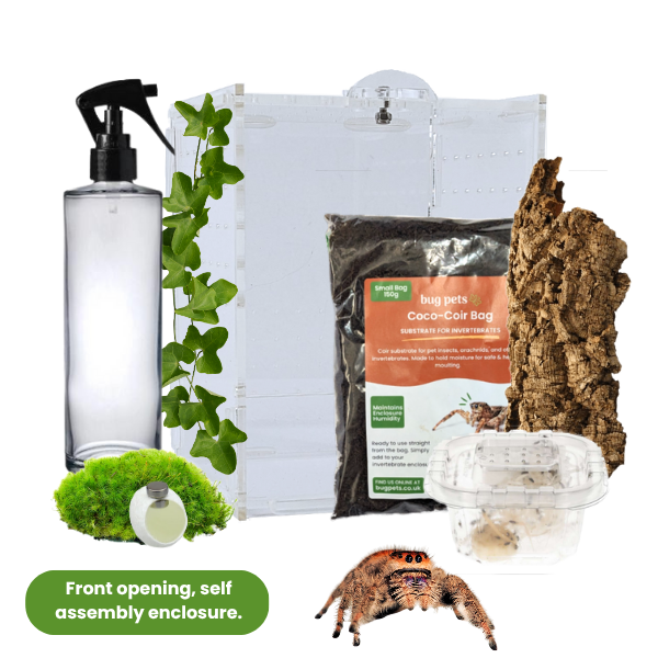 Spiders | Bug Pets LTD