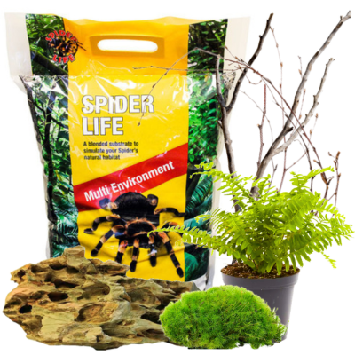 Red-Back Jumping Spider, Phidippus Johnsonii | Bug Pets LTD