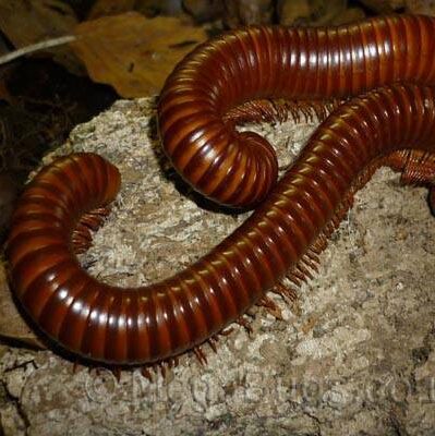 Scarlet Millipede, Trigoniulus Corallinus | Bug Pets LTD