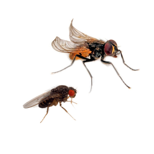 Flies | Next-Day UK Delivery | Bug Pets LTD