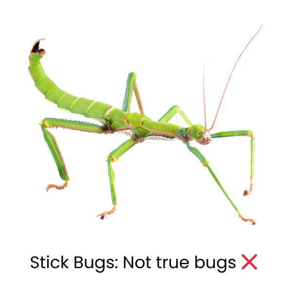 Where Bugs Came From - The Evolution Of Insects, Arachnids, And ...