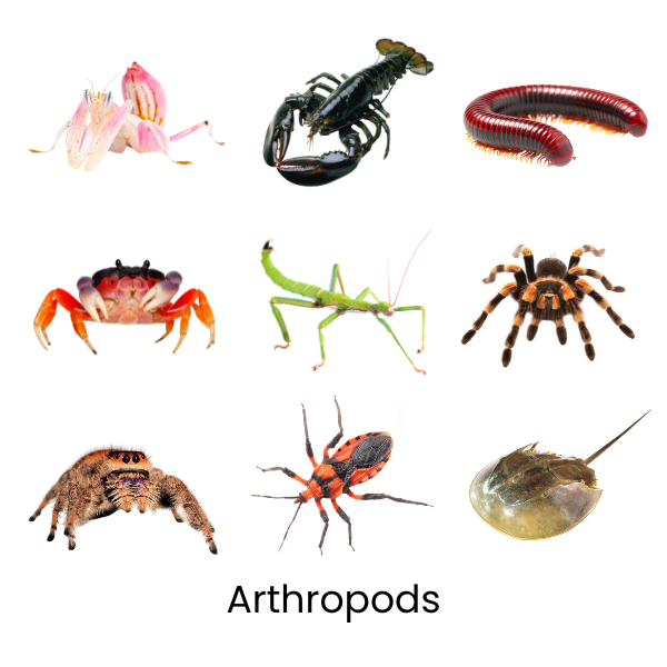 Where Bugs Came From - The Evolution Of Insects, Arachnids, And ...