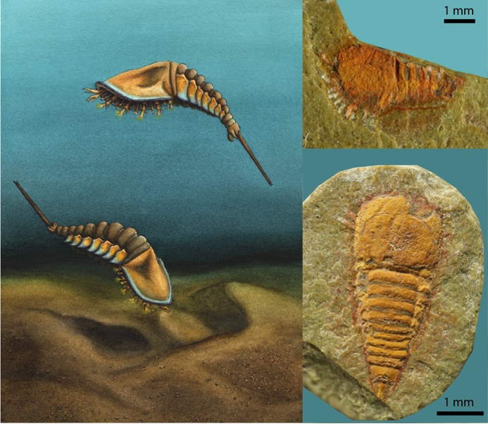 Where Bugs Came From - The Evolution Of Insects, Arachnids, And ...