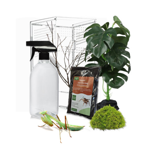 Pet Praying Mantis | Next-Day UK Delivery | Bug Pets LTD